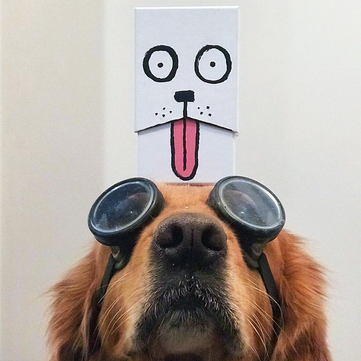 Dodgy Dogs – Yolky Games